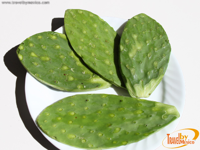 El Nopal, planta de vida de los Aztecas y panacea - Noticias y Eventos ...