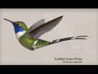 Colibrí Cola Pinta, uno de los 57 colibries que viven en México ...