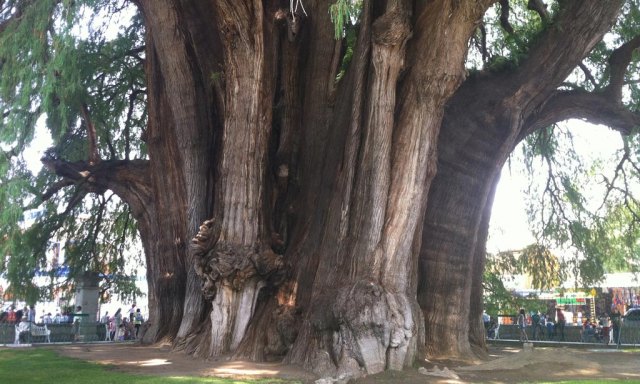 Arbol del Tule, Oaxaca | Travel By México