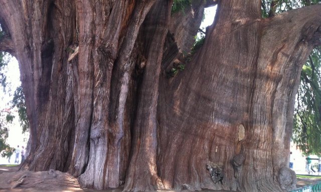 Arbol del Tule, Oaxaca | Travel By México
